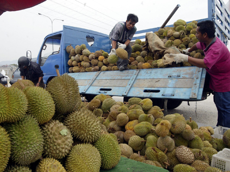 Malaysia durians challenge Thai dominance in China | Global News