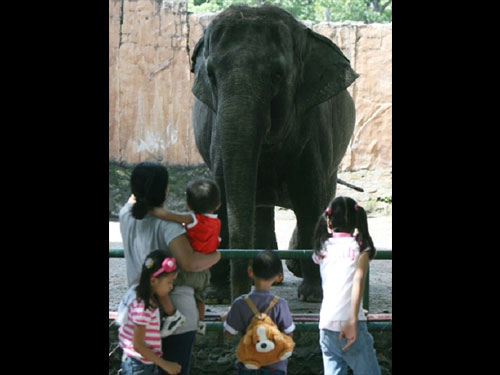 Morrissey asks Aquino to free Philippine elephant | Global News