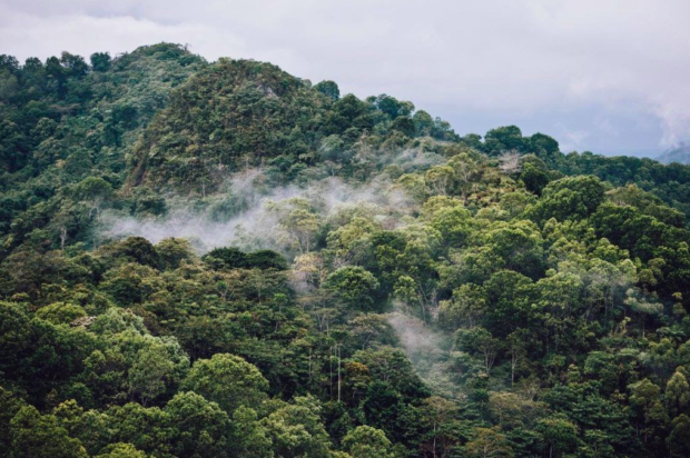 Globe encourages rainforestation to combat adverse effects of natural ...