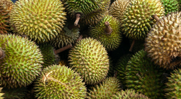 Farmers’ group in Davao to hold the 1st Philippine Asia Durian Summit from October 25-27 ...