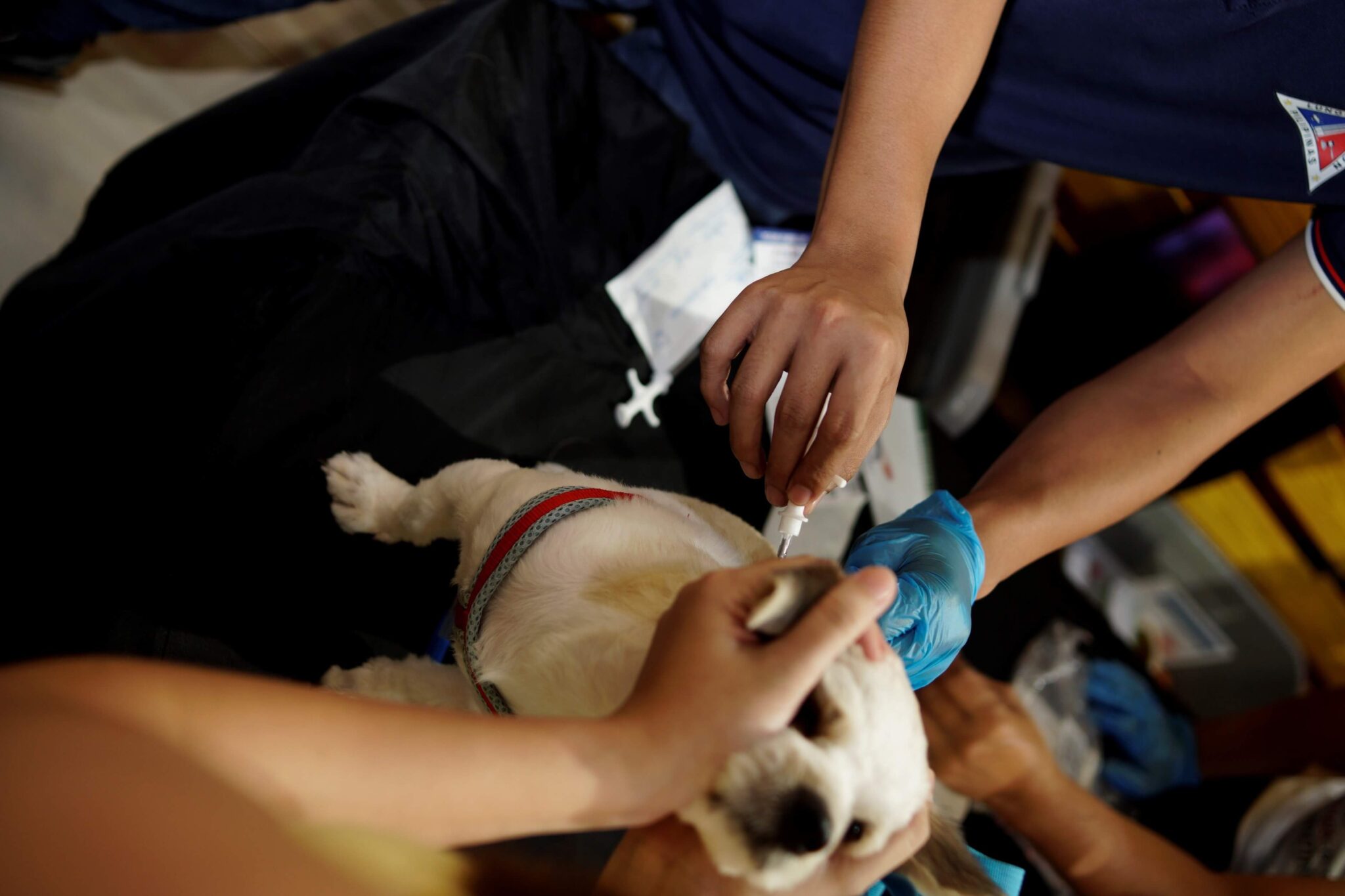 Vax in, rabies out: Robinsons Malls kicks off Rabies Awareness Month in ...