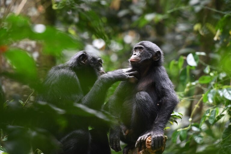 Bad boys: Study finds aggressive bonobo males attract more mates