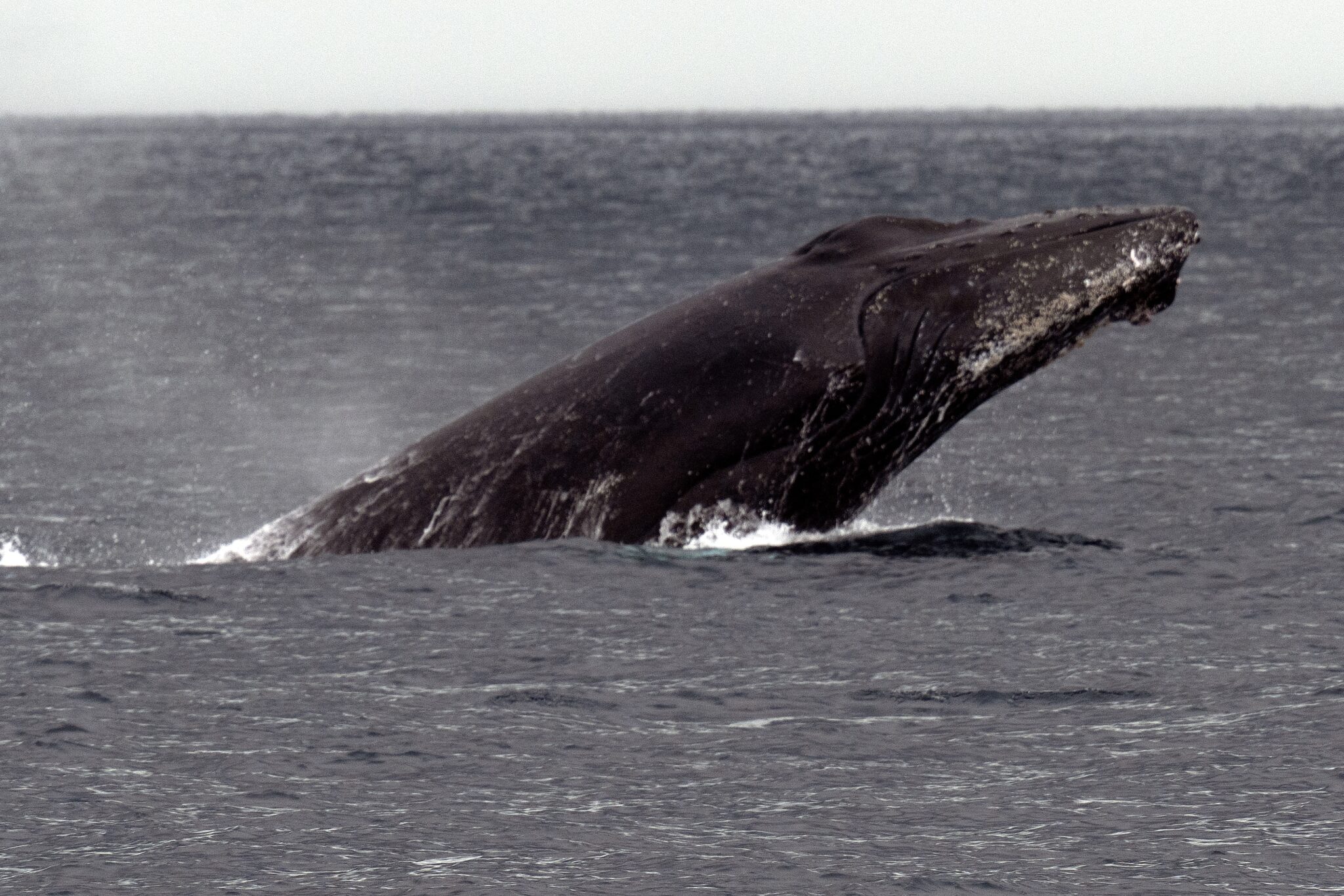 Humpback whale briefly swallows kayaker