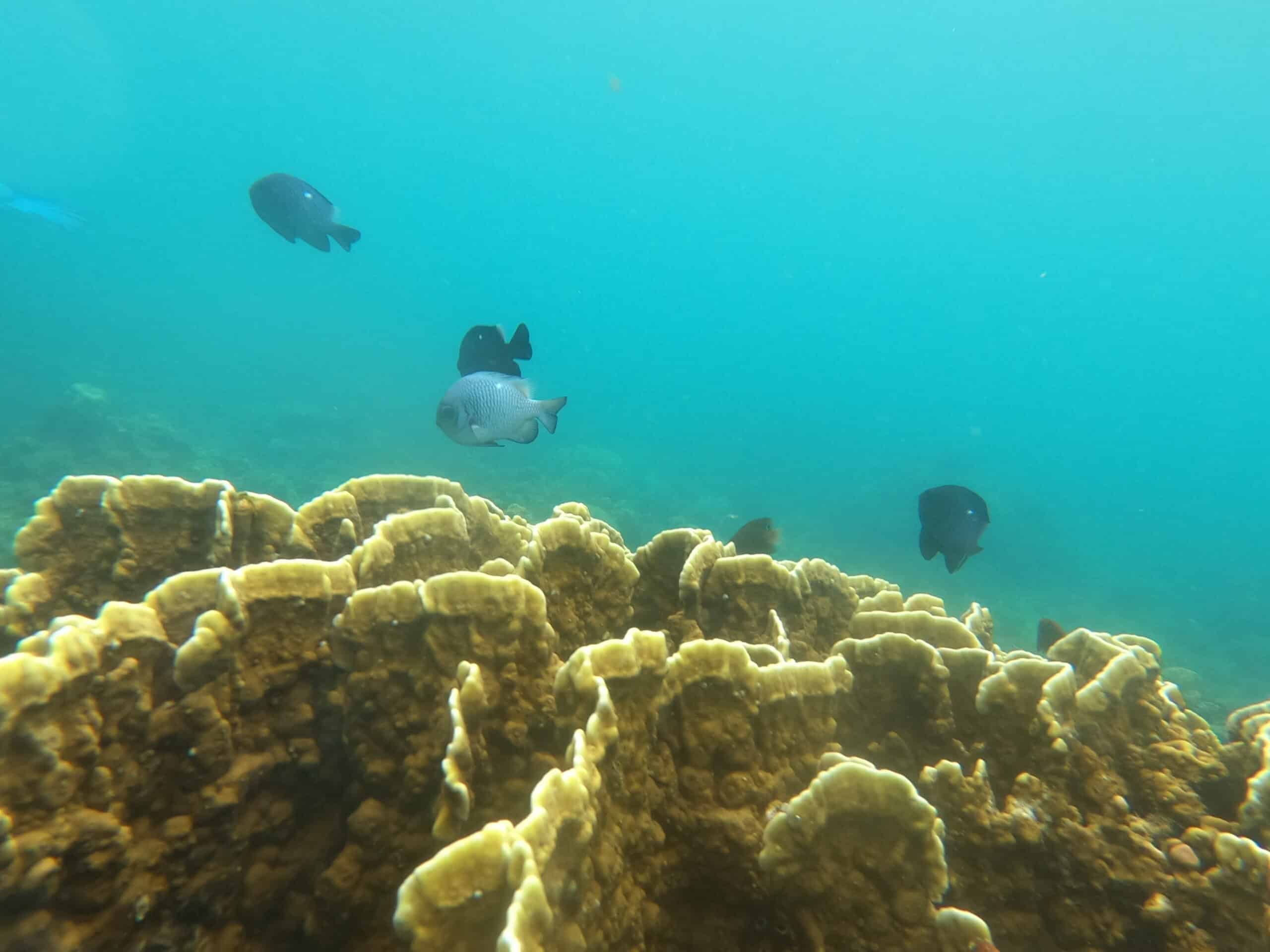 Life below the surface at Therma Visayas