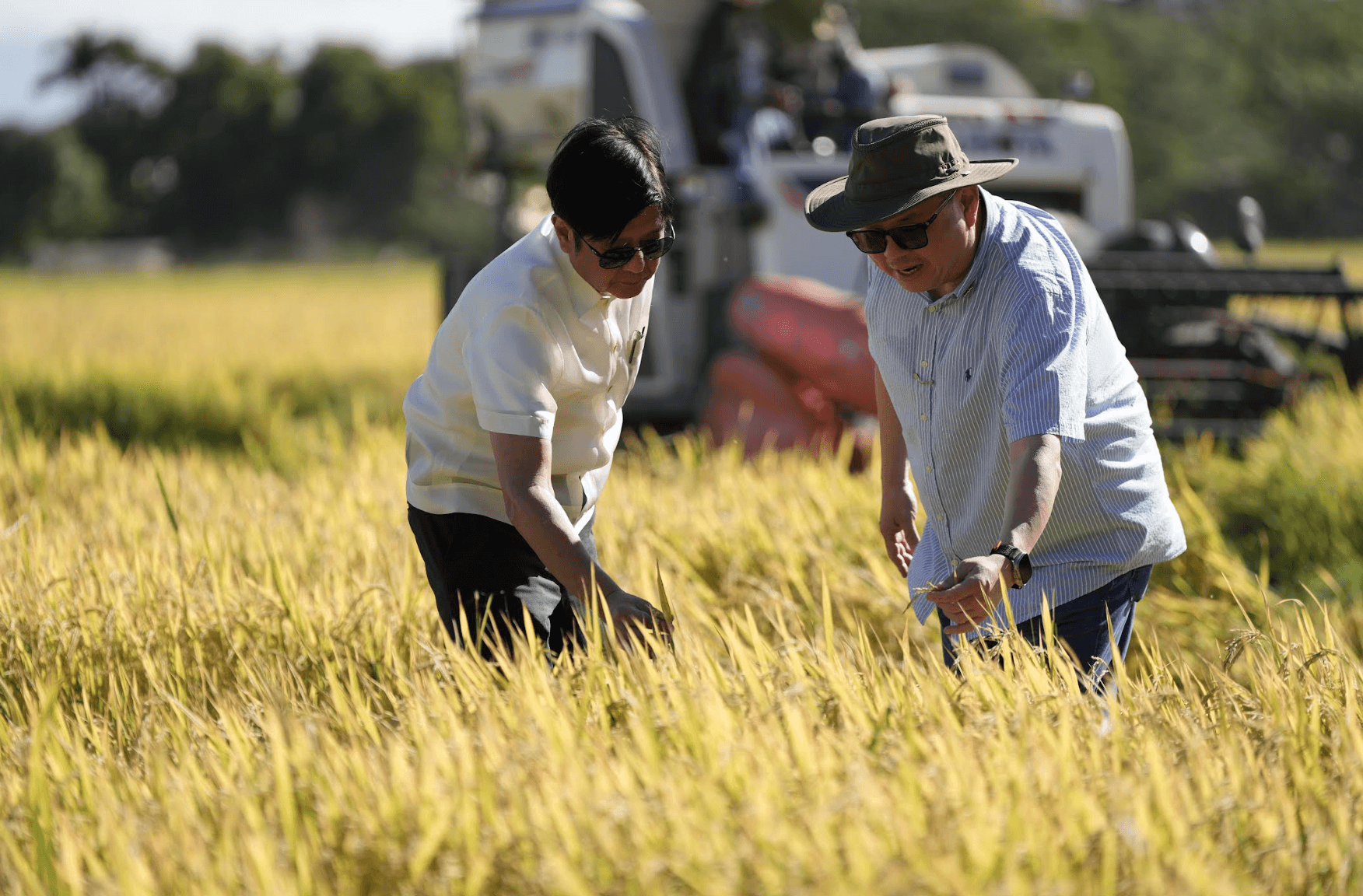 P29 brings high-quality rice to 35M poor Filipinos