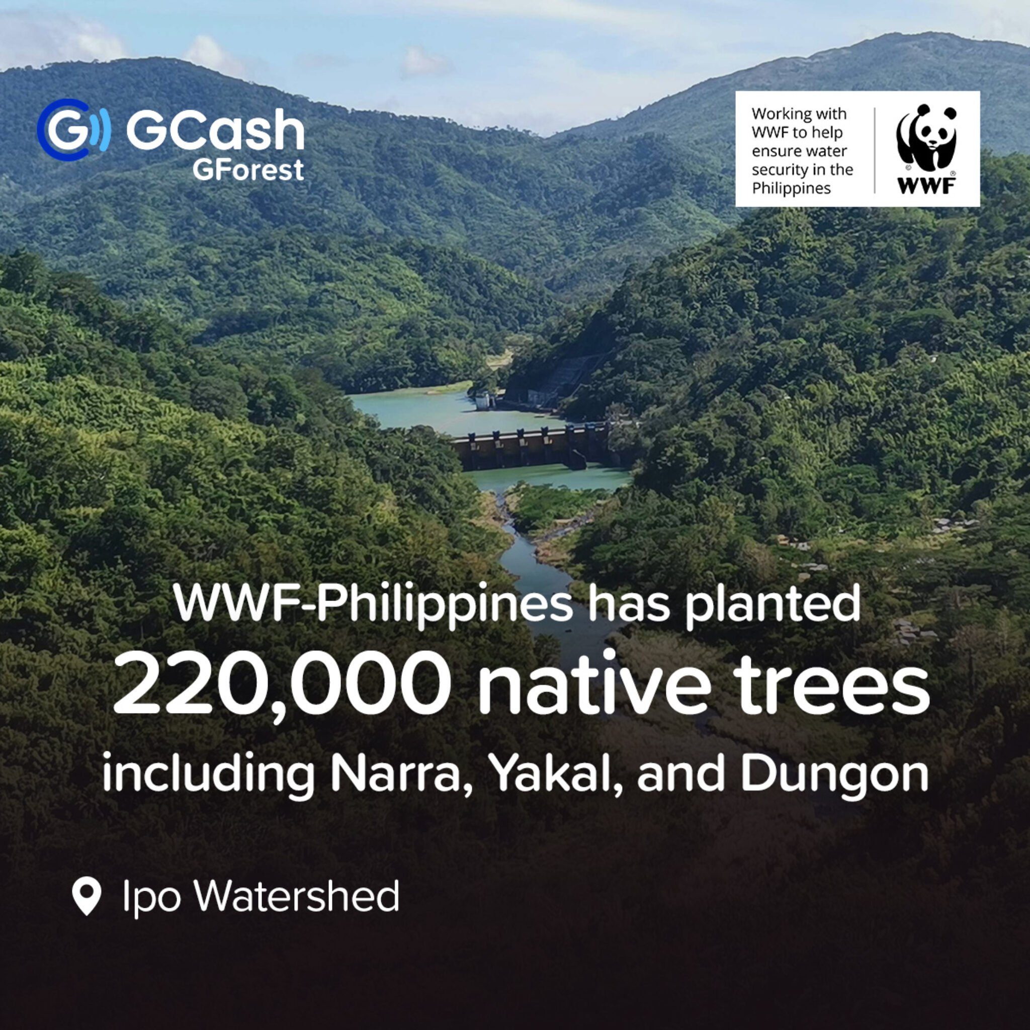 4 million trees and counting: Planting partners and GForest 'Green ...