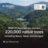4 million trees and counting: Planting partners and GForest 'Green ...