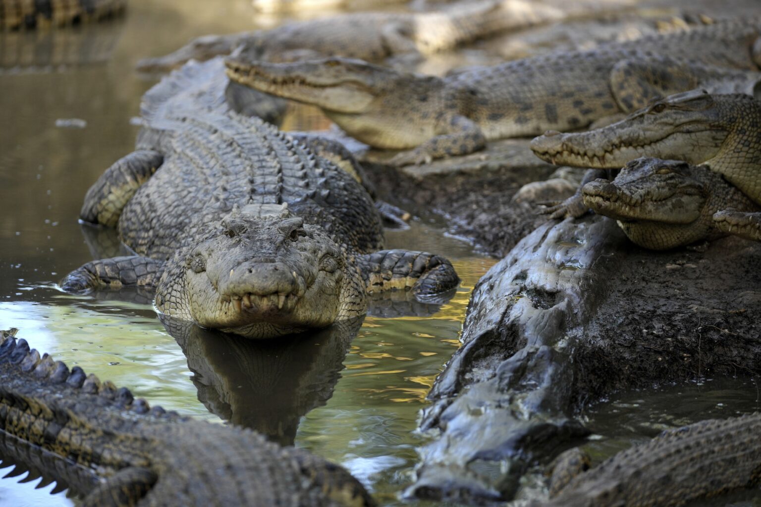 Crocodile attacks in Indonesia on the rise. Residents on edge