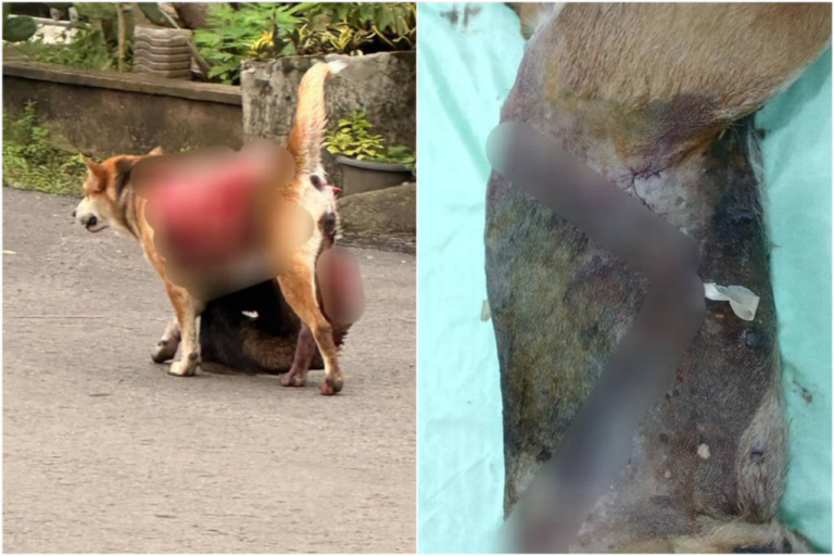 Dog skinned alive in Malaysia dies after surgery