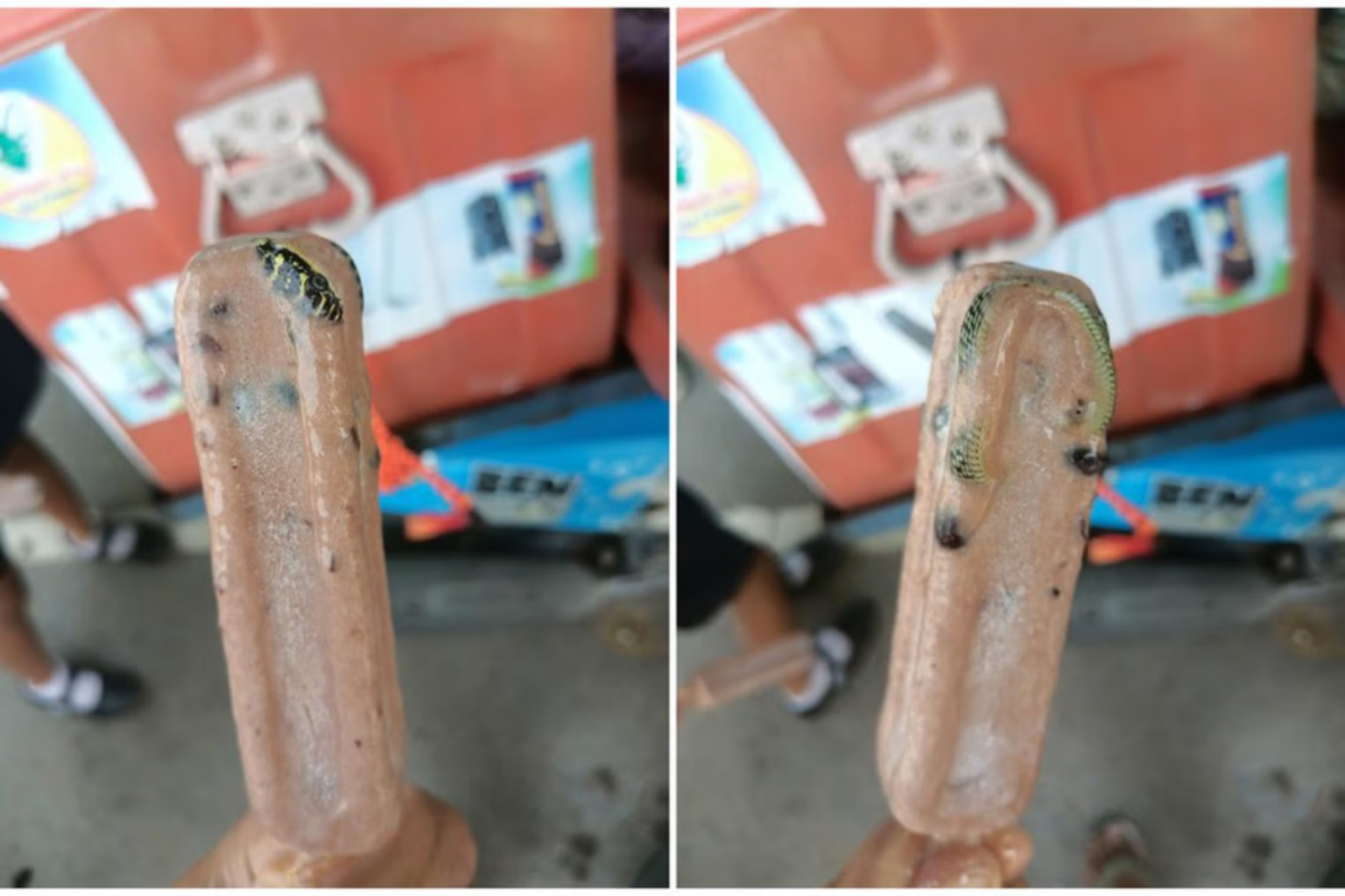 Snake frozen in ice cream bar... Sssseriously?