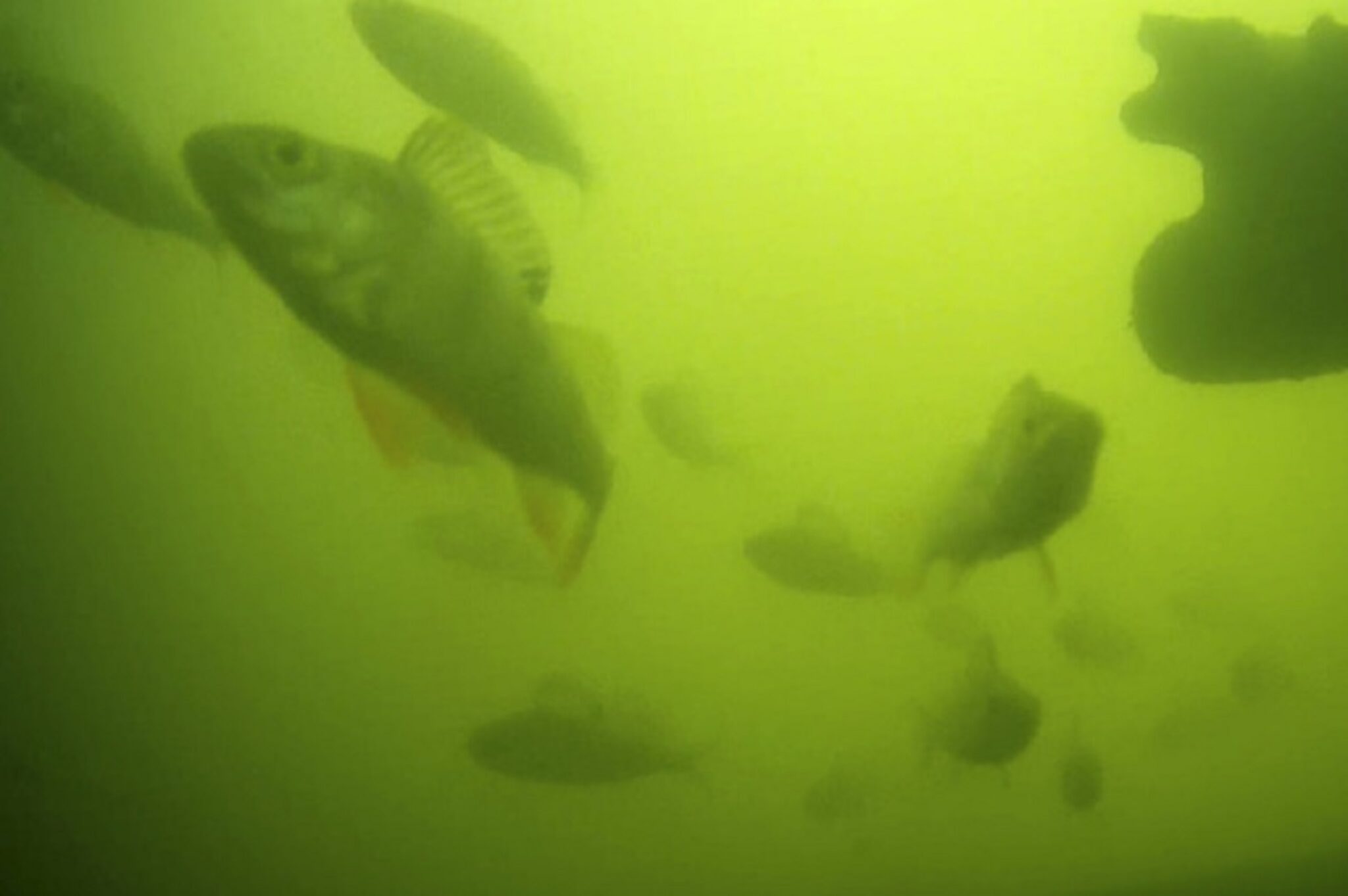 ‘Fish doorbell’ in Dutch river an unlikely hit