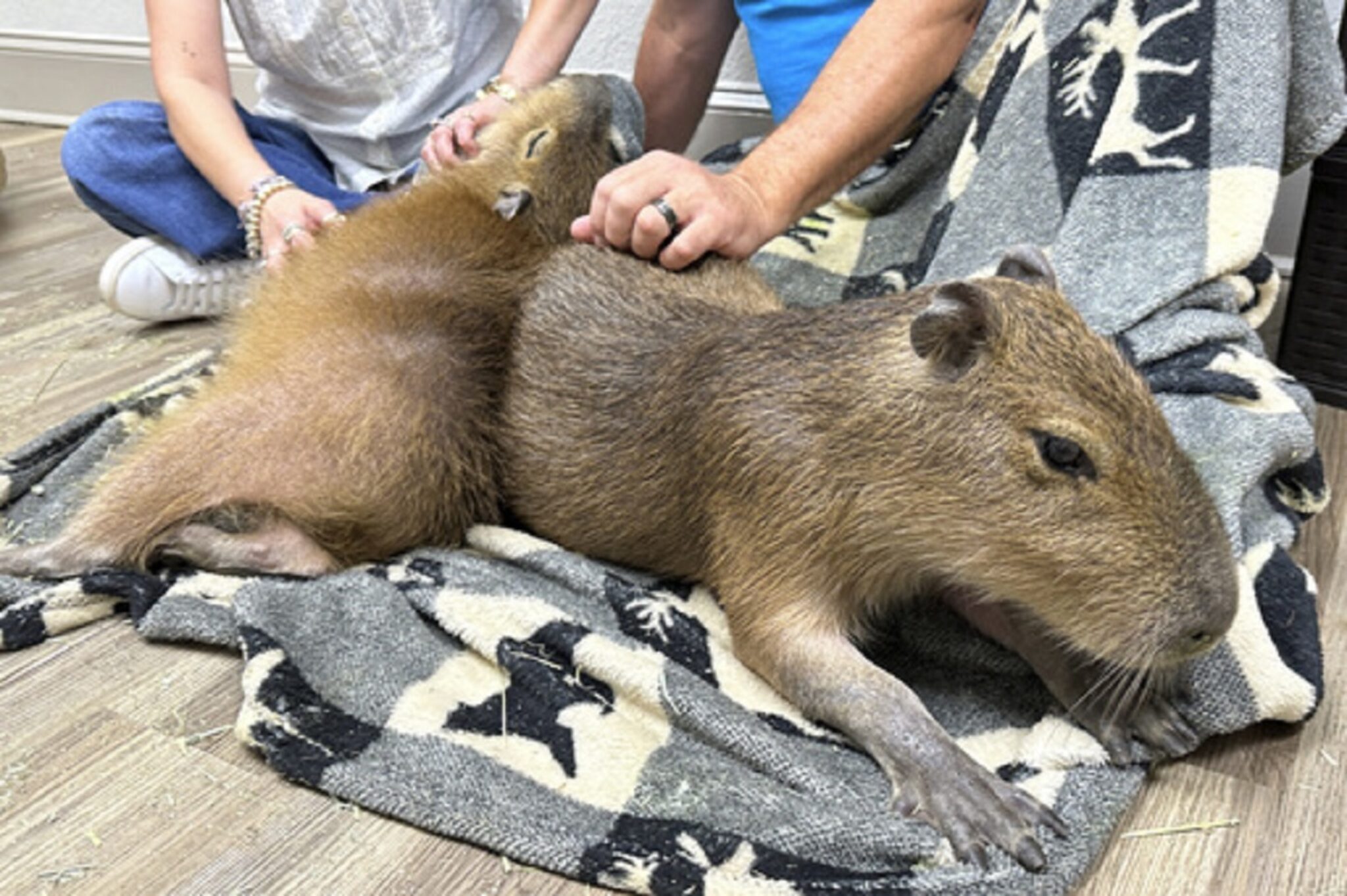 Patrons at Florida café play with capybaras