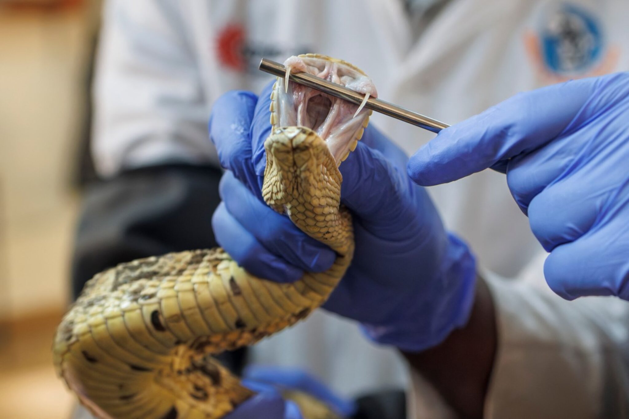 Kenya battles snake antivenom shortage amid rising cases