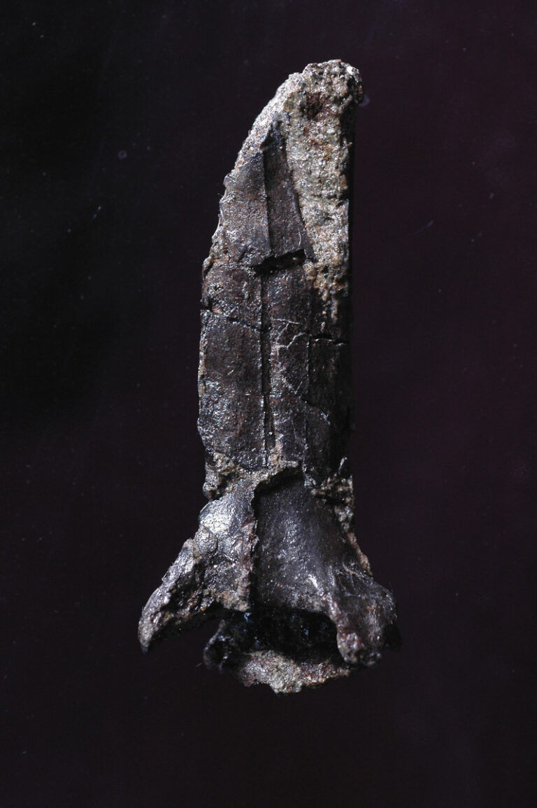 Pterosaur fossil found in Japan identified as new species | Global News