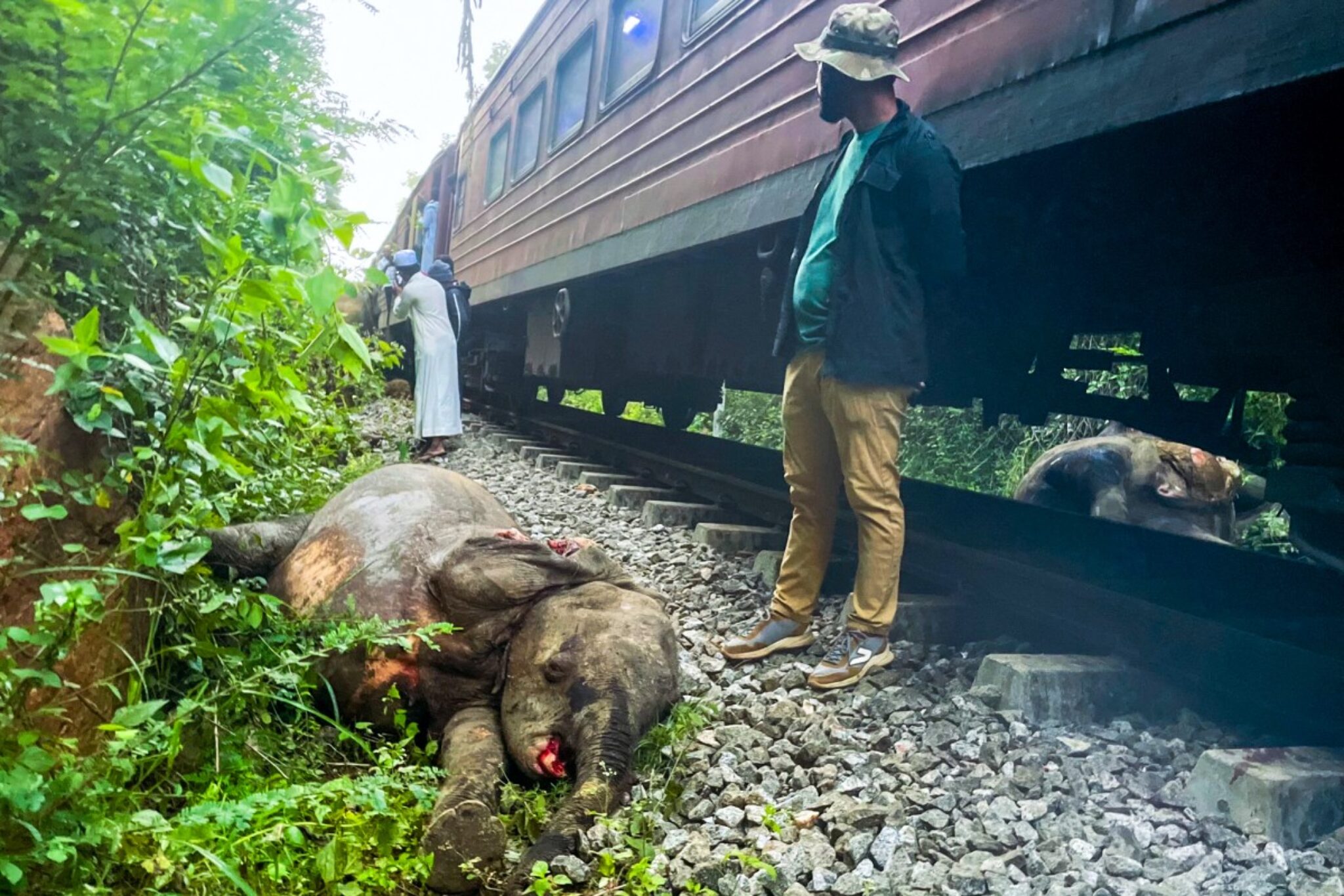 Sri Lanka train kills elephant despite new safety moves