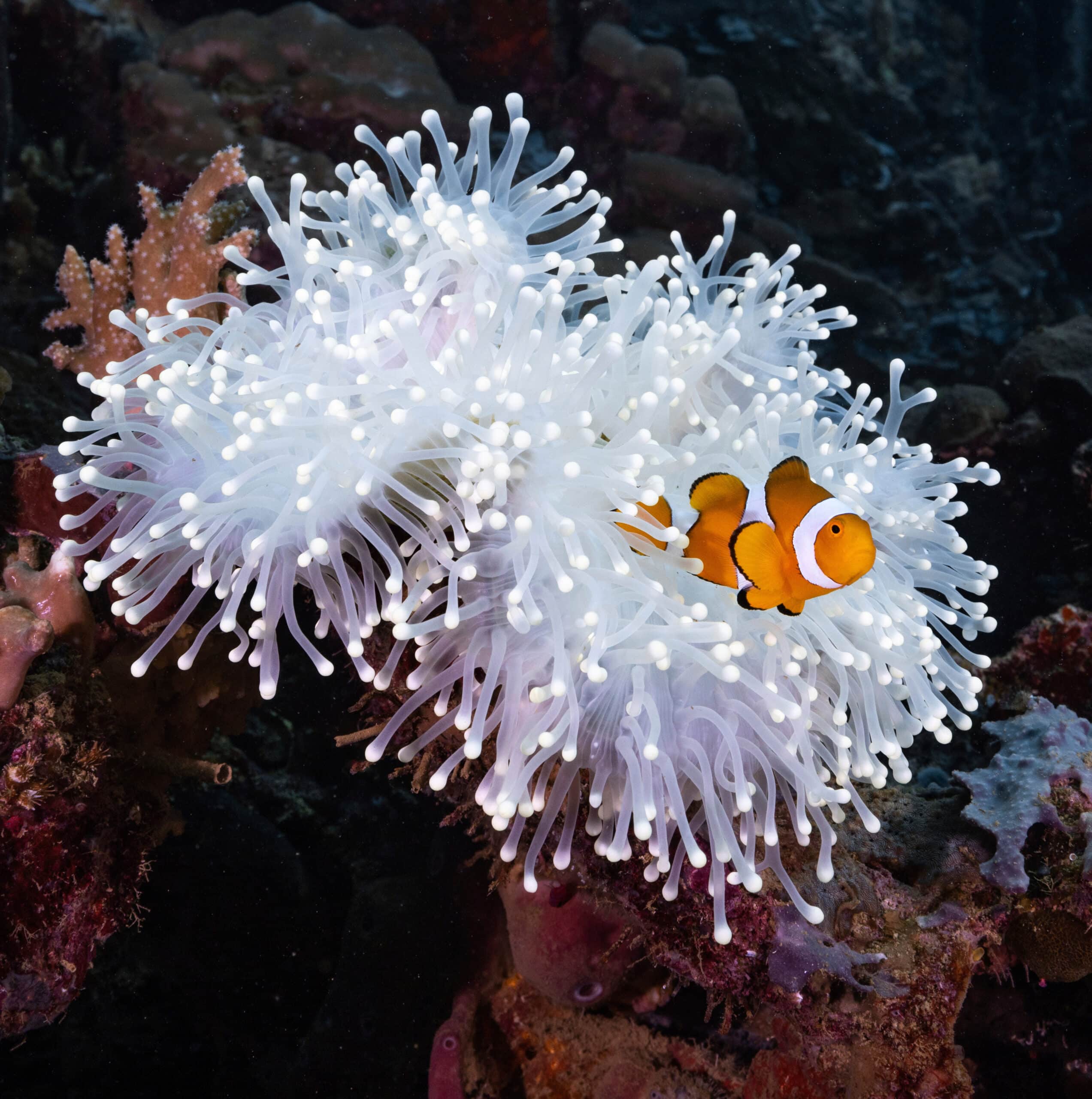 Clownfish shrink their bodies to survive ocean heat waves