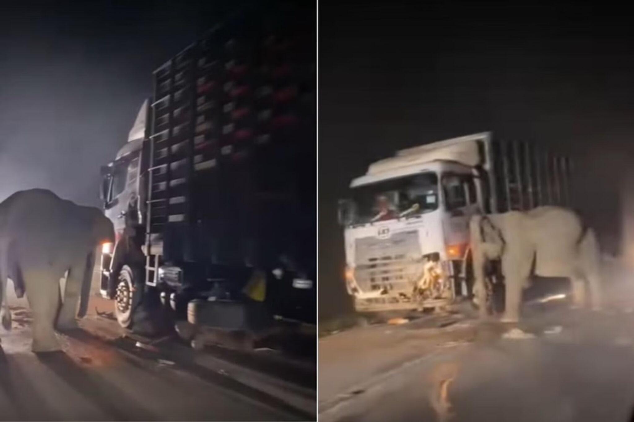 Young elephant hit, killed by truck while crossing highway