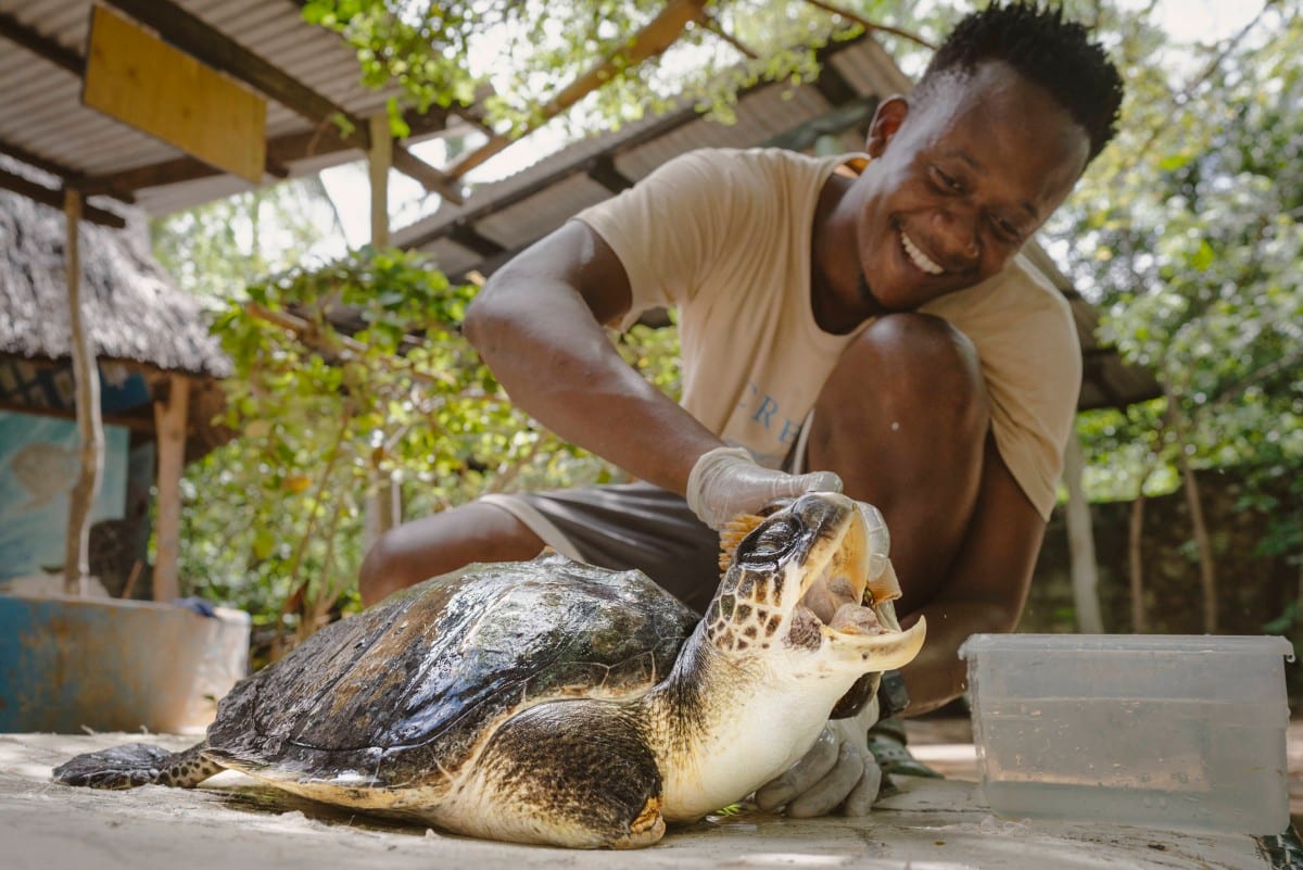 Kenya NGO saves turtles from nets, plastic and rising tides