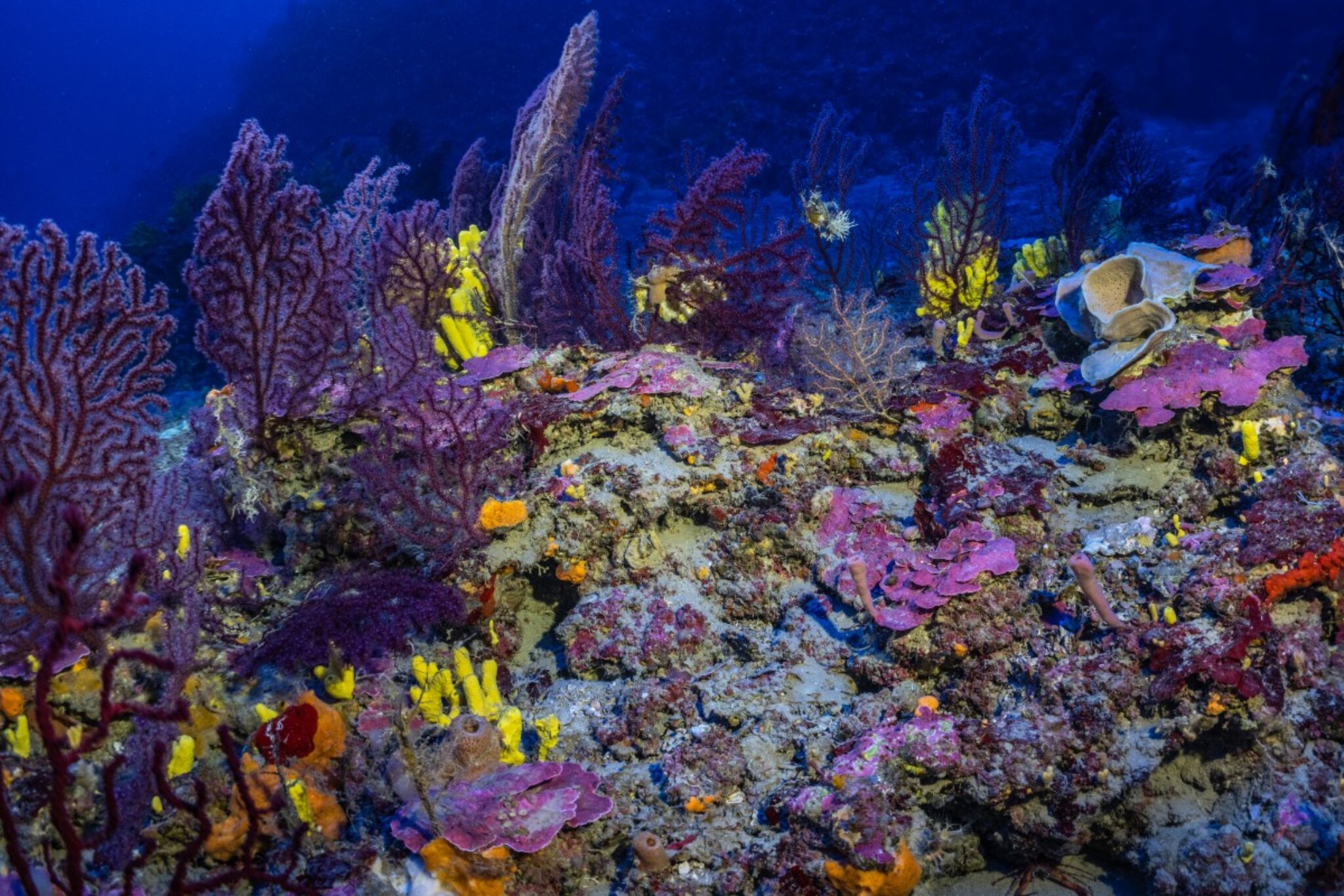 World's coral reefs crossing survival limit – global experts
