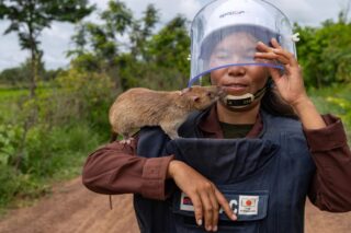 Rats! Cambodia’s top land mine detector
