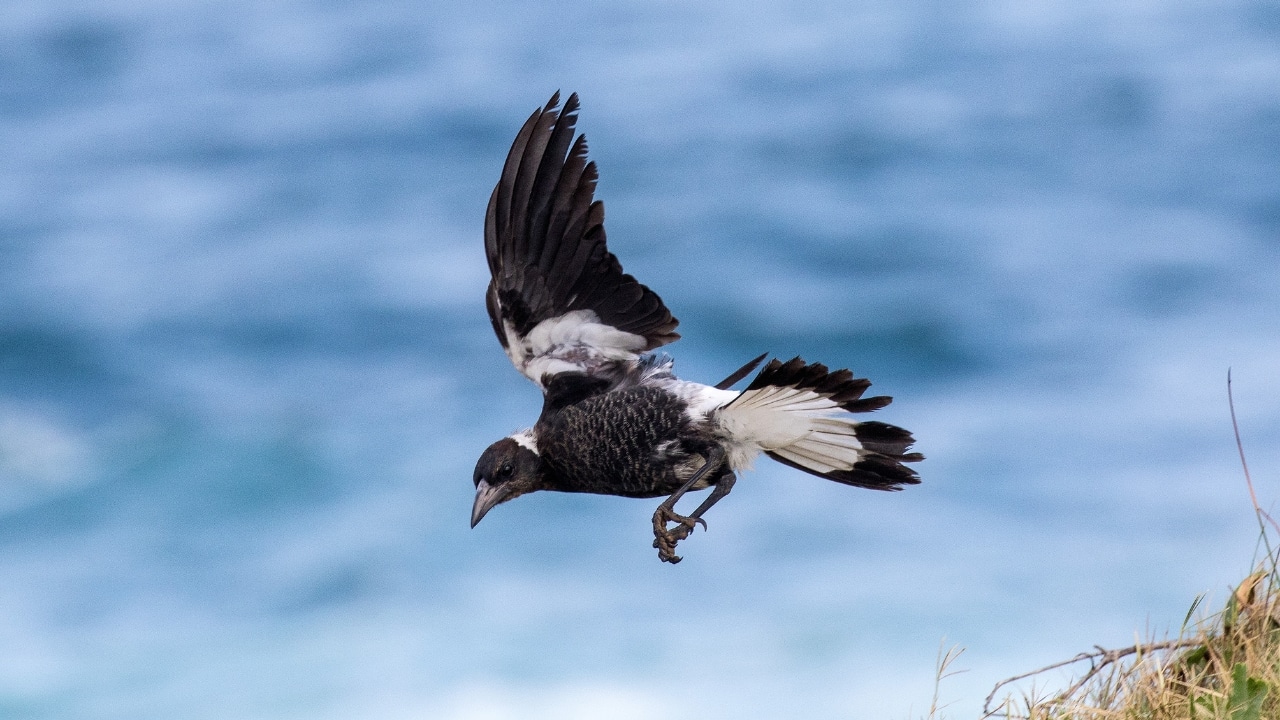 Scientists find surprising sex reversal in Australian birds