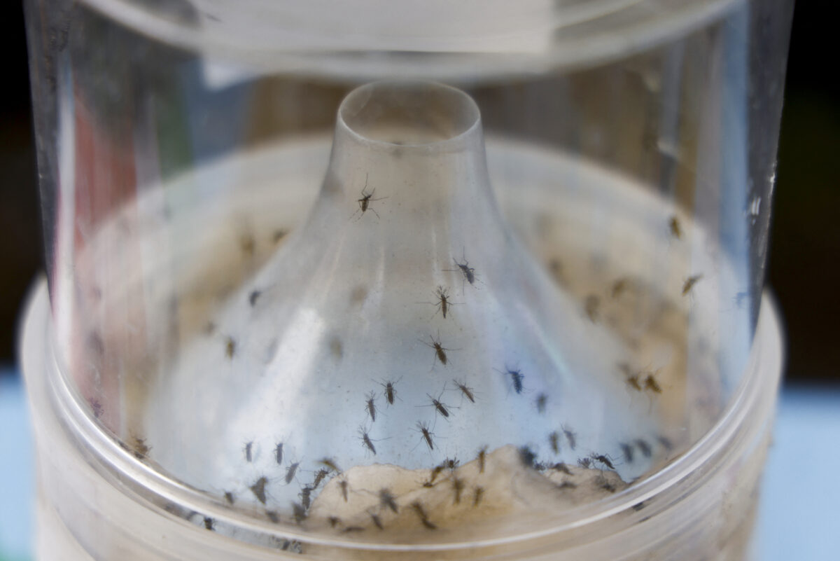 Chikungunya in China: What you need to know