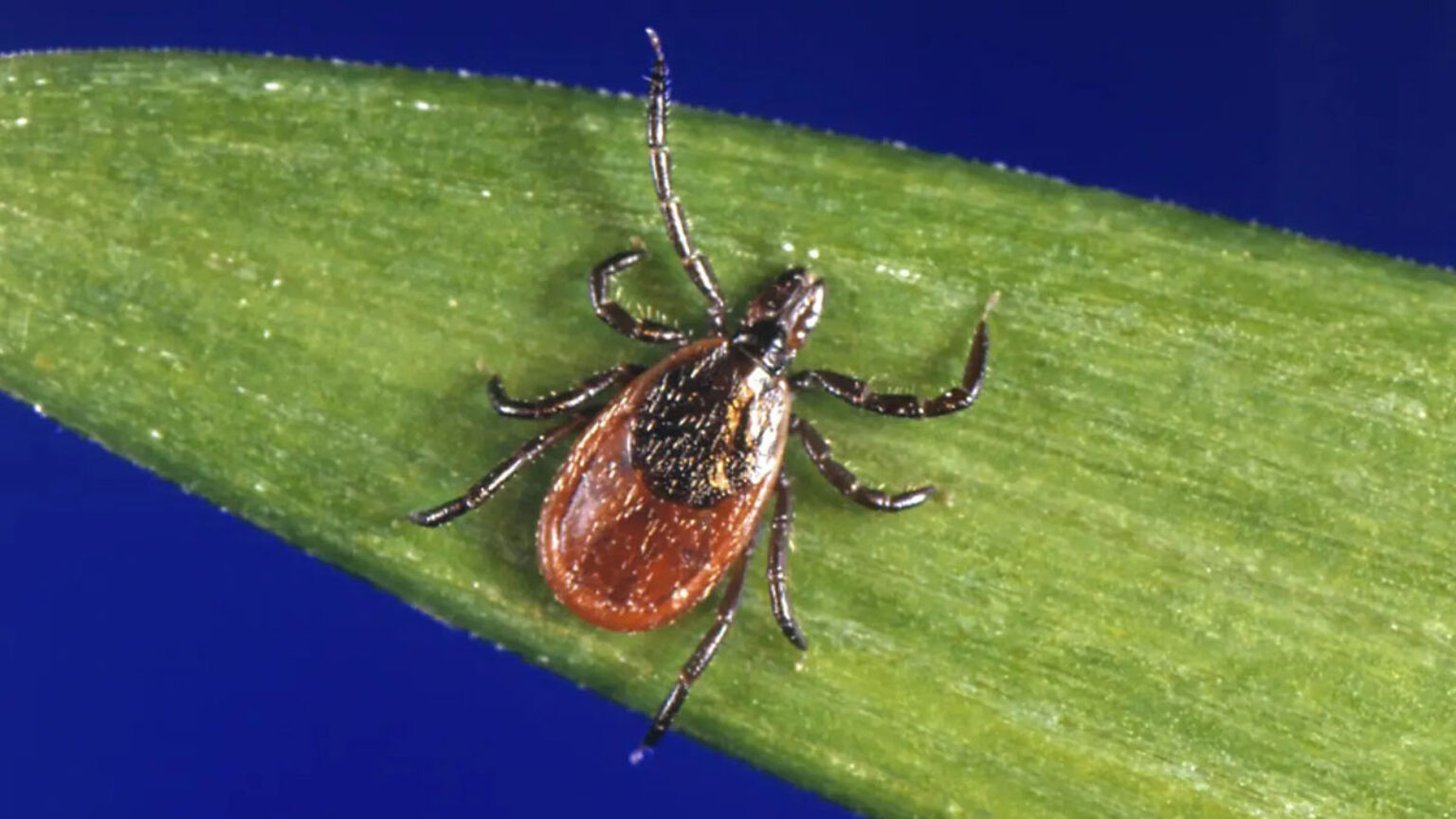 Explainer: What to know about lyme disease