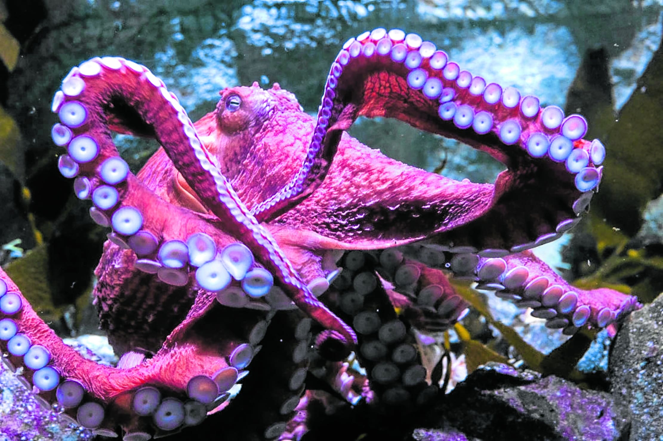 Fans bid final goodbye to beloved octopus