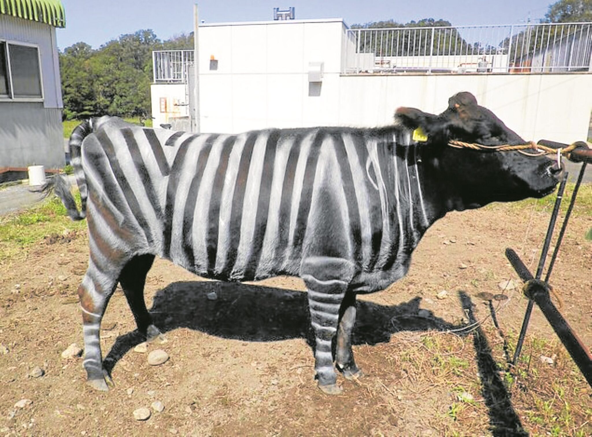 Team who tried to trick flies wins Ig Nobel Prize