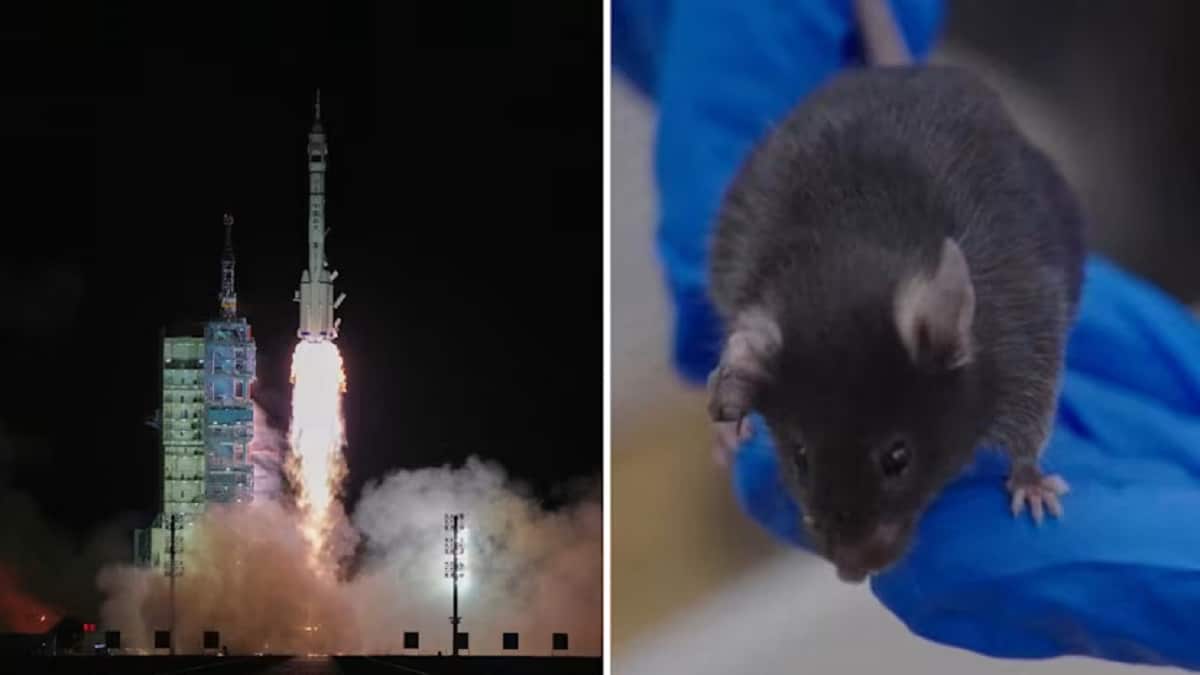 ‘Space mice’ joining Chinese astronauts on next mission