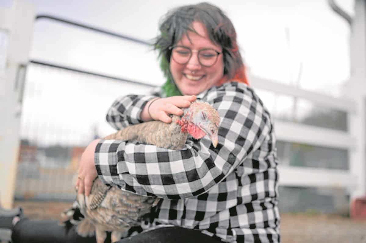 Turkeys here are for therapy, not for Thanksgiving table