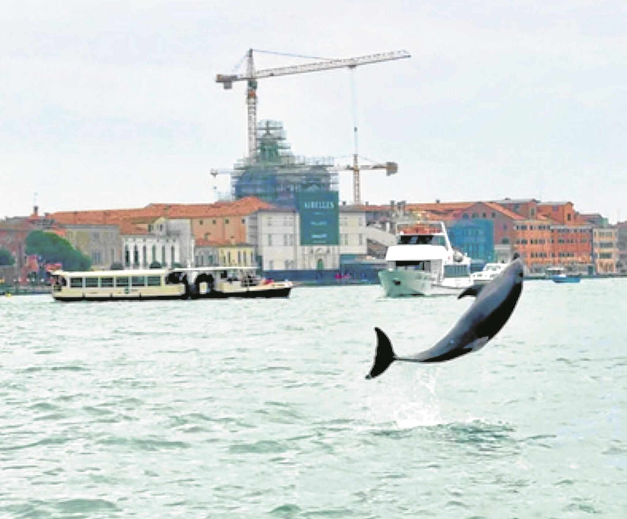 Venice’s newest charmer: A wild, acrobatic dolphin