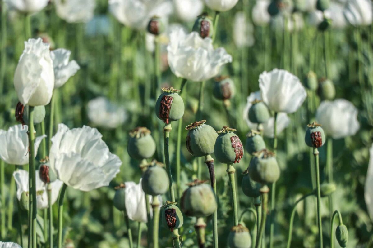 Opium poppy farming hits 10-year high in war-torn Myanmar