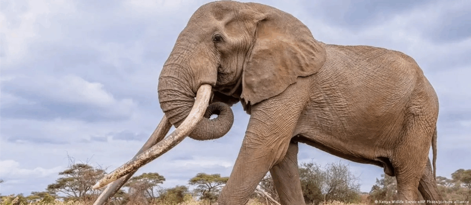 Kenya mourns death of iconic elephant Craig